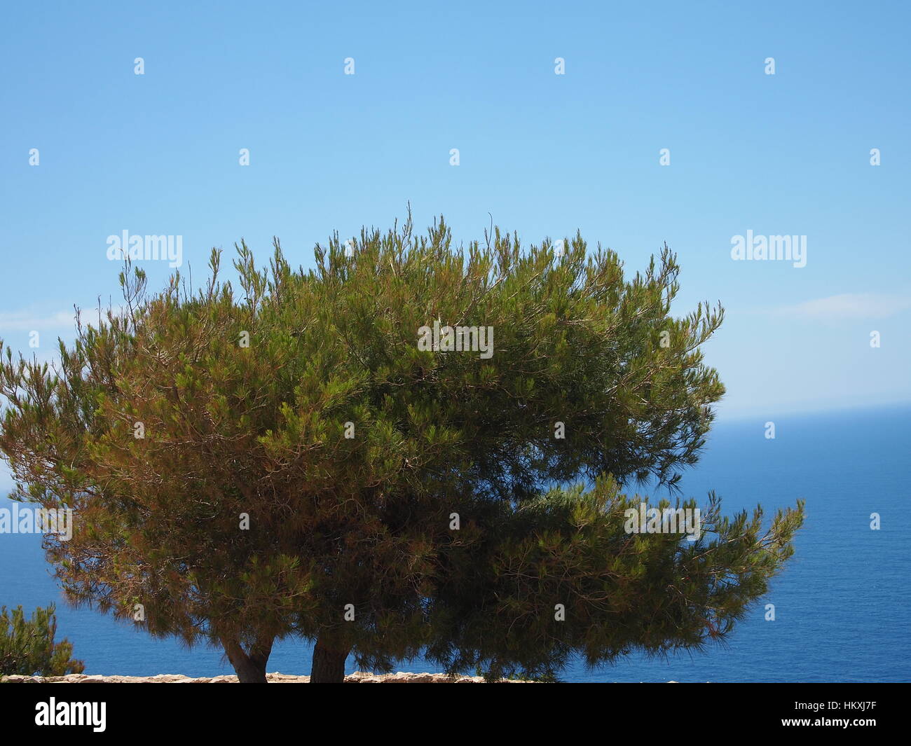 Pine tree is evergreen, coniferous resinous tree. The bark of most ...