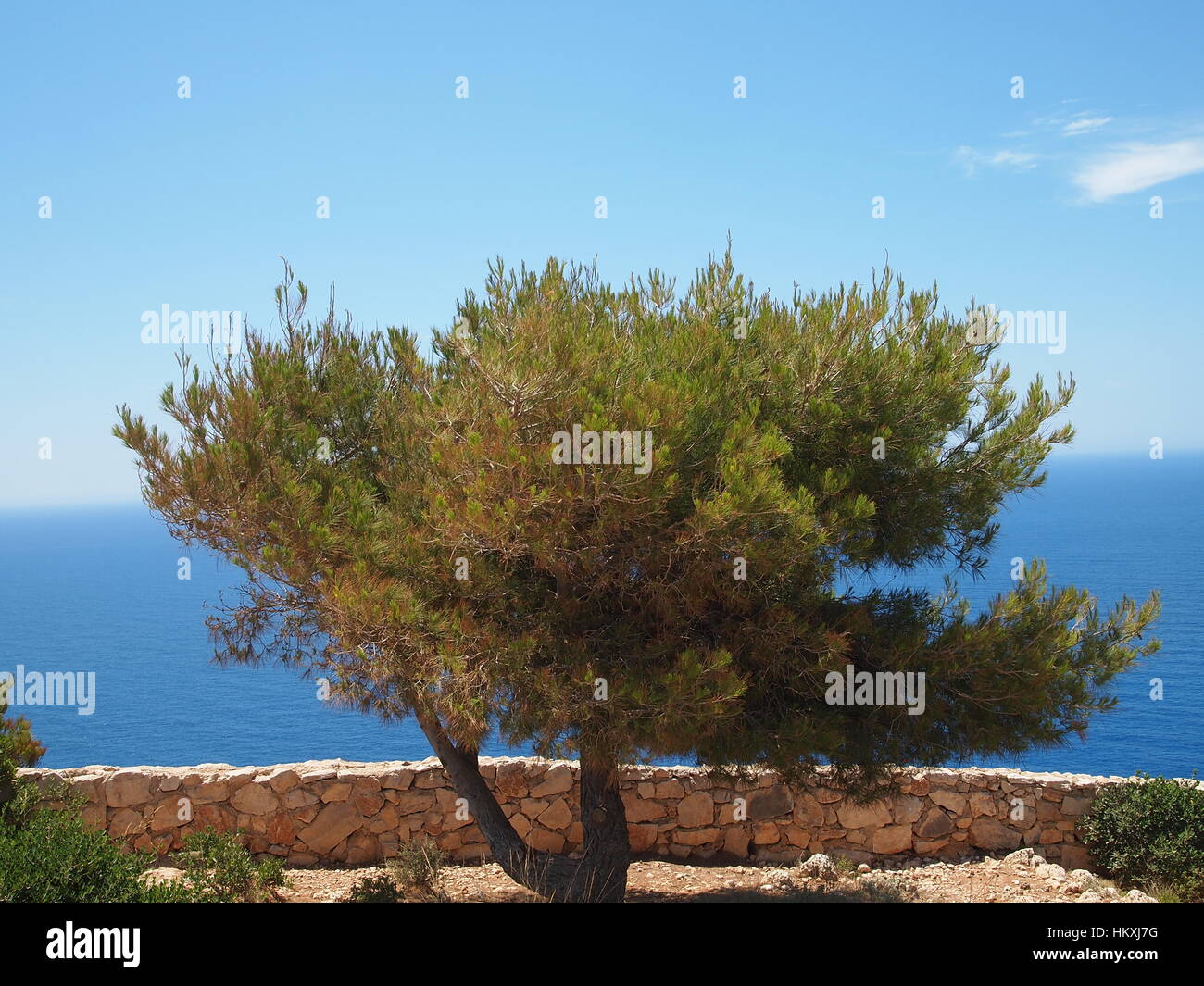 Pine tree is evergreen, coniferous resinous tree. The bark of most ...