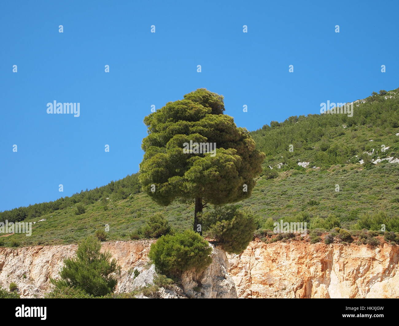 Pine tree is evergreen, coniferous resinous tree. The bark of most ...
