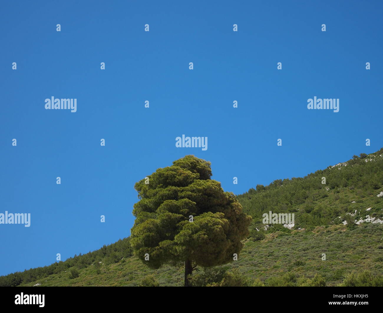 Pine tree is evergreen, coniferous resinous tree. The bark of most ...