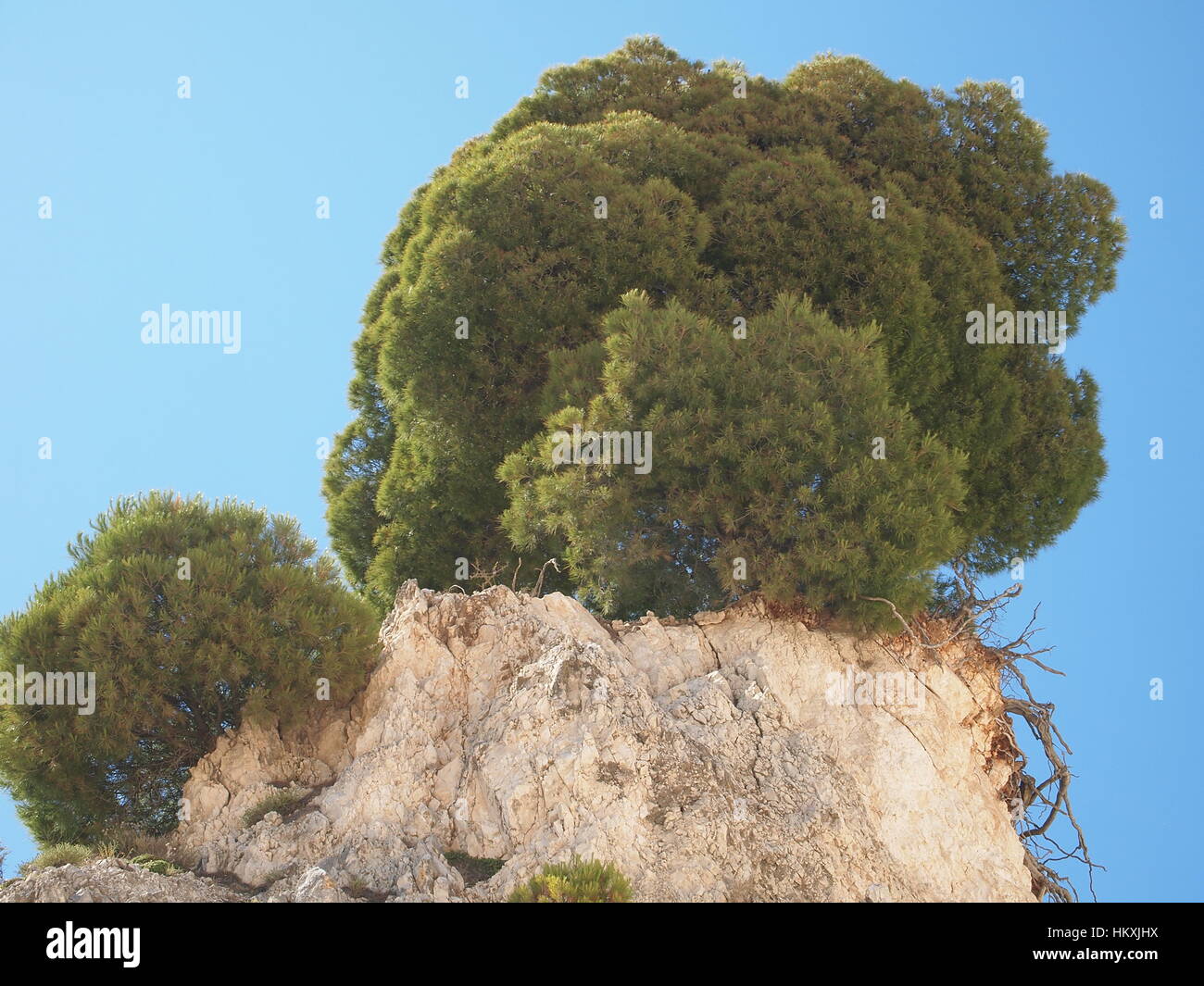 Pine tree is evergreen, coniferous resinous tree. The bark of most ...