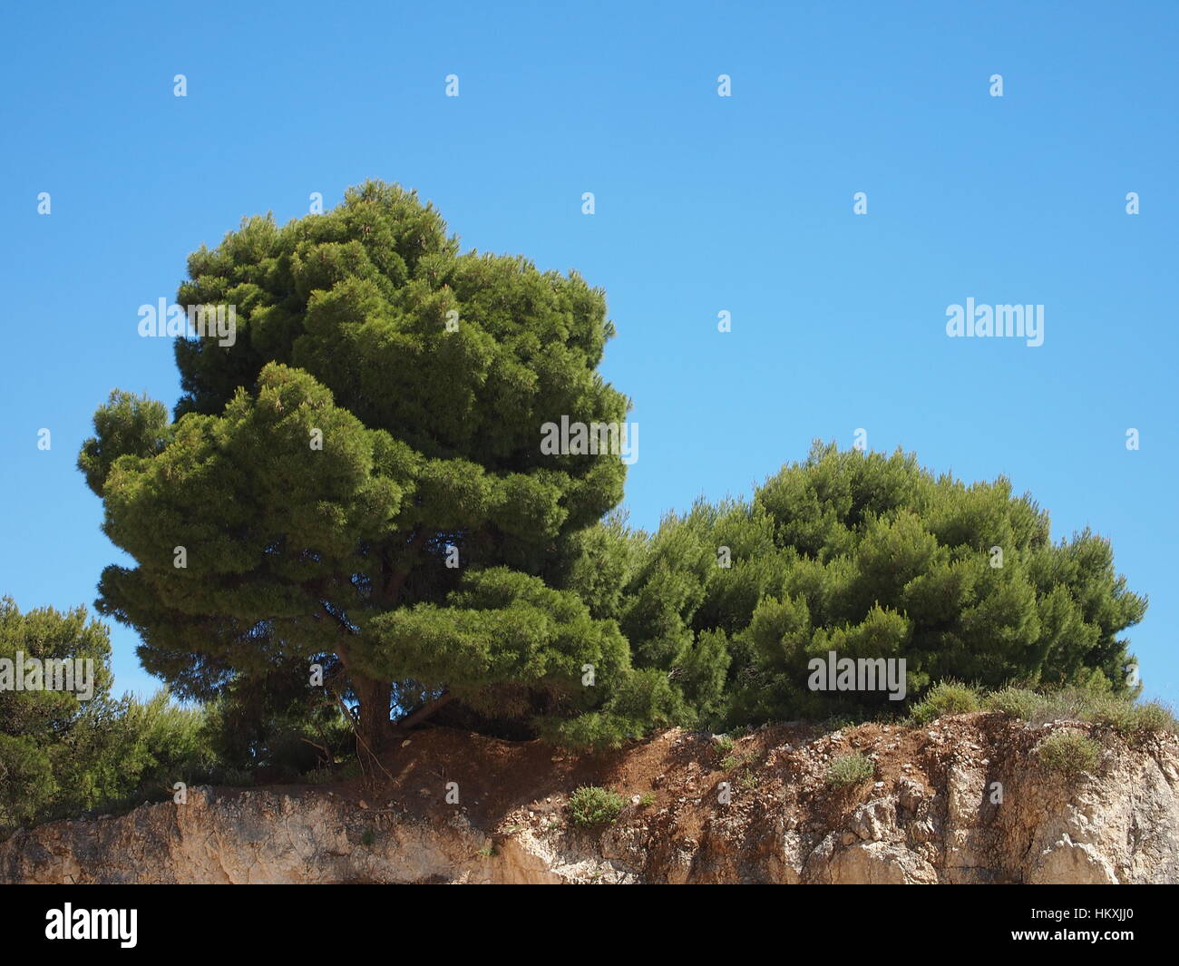 Pine tree is evergreen, coniferous resinous tree. The bark of most ...