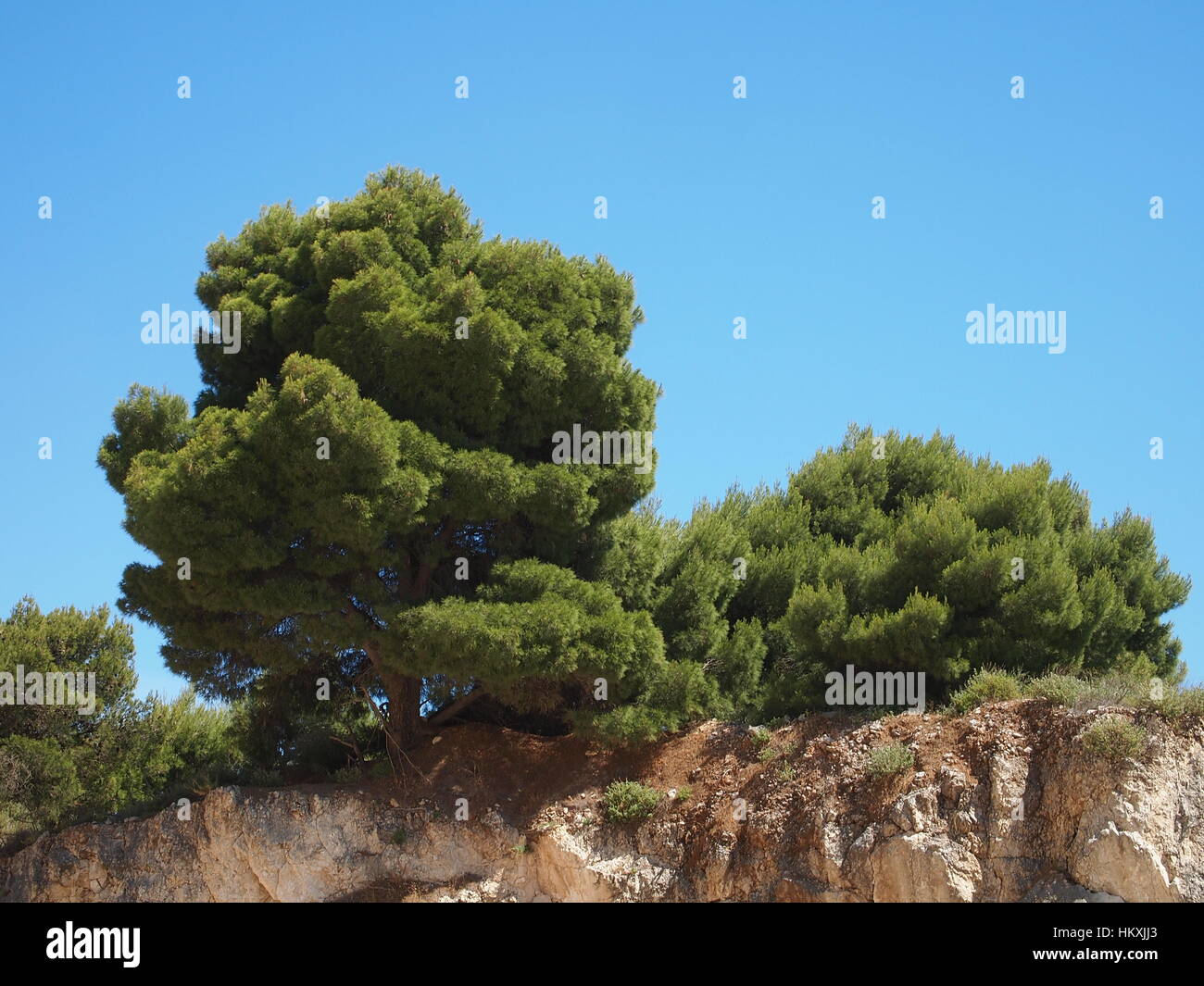 Pine tree is evergreen, coniferous resinous tree. The bark of most ...