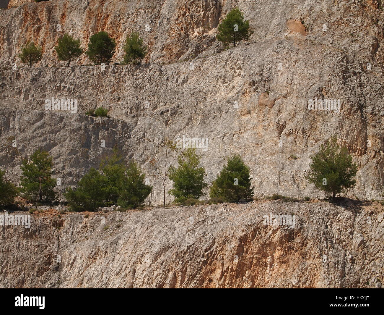 Pine tree is evergreen, coniferous resinous tree. The bark of most ...