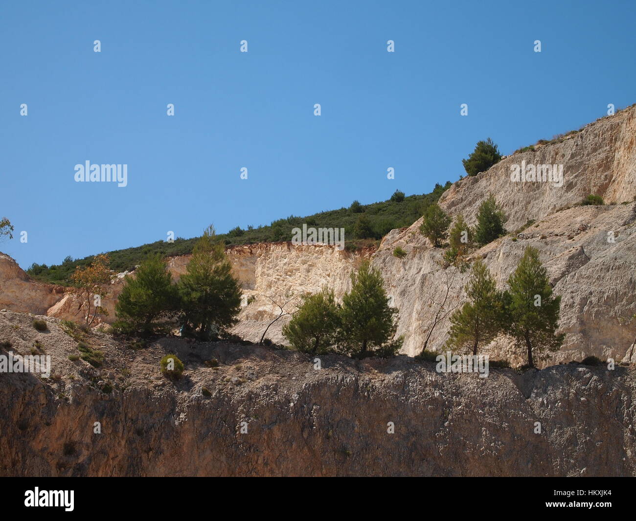 Pine tree is evergreen, coniferous resinous tree. The bark of most ...