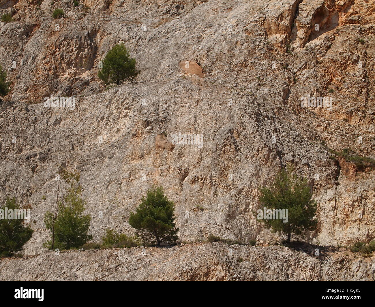 Pine tree is evergreen, coniferous resinous tree. The bark of most ...