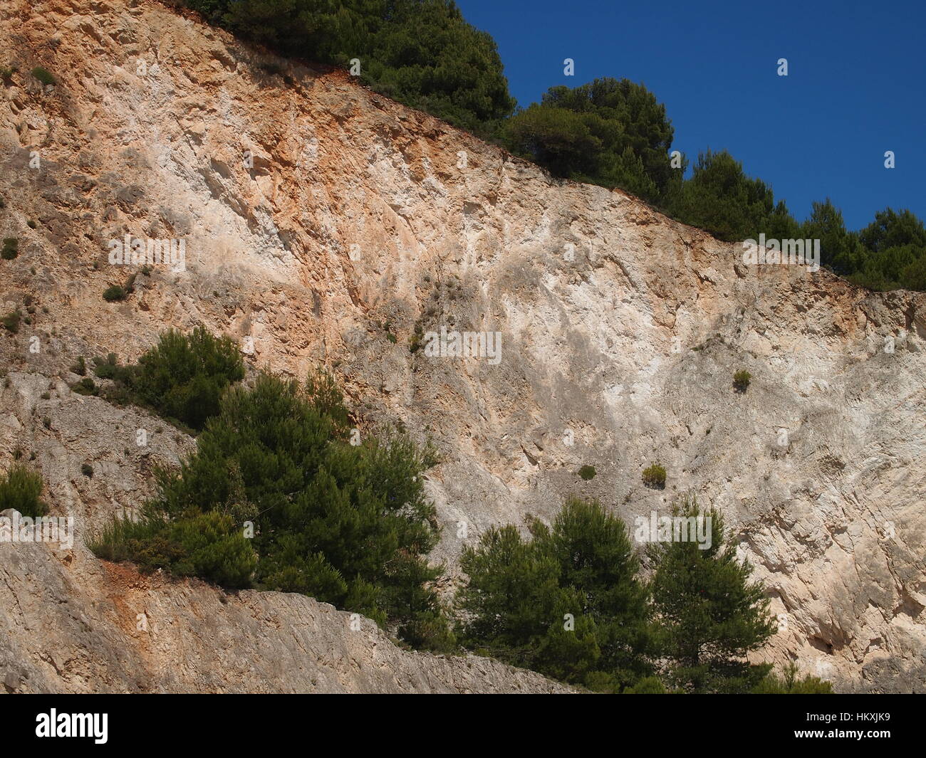 Pine tree is evergreen, coniferous resinous tree. The bark of most ...