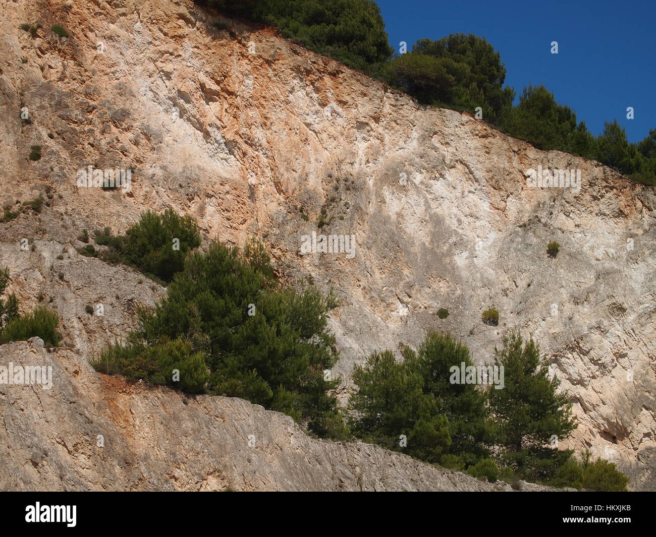 Pine tree is evergreen, coniferous resinous tree. The bark of most ...