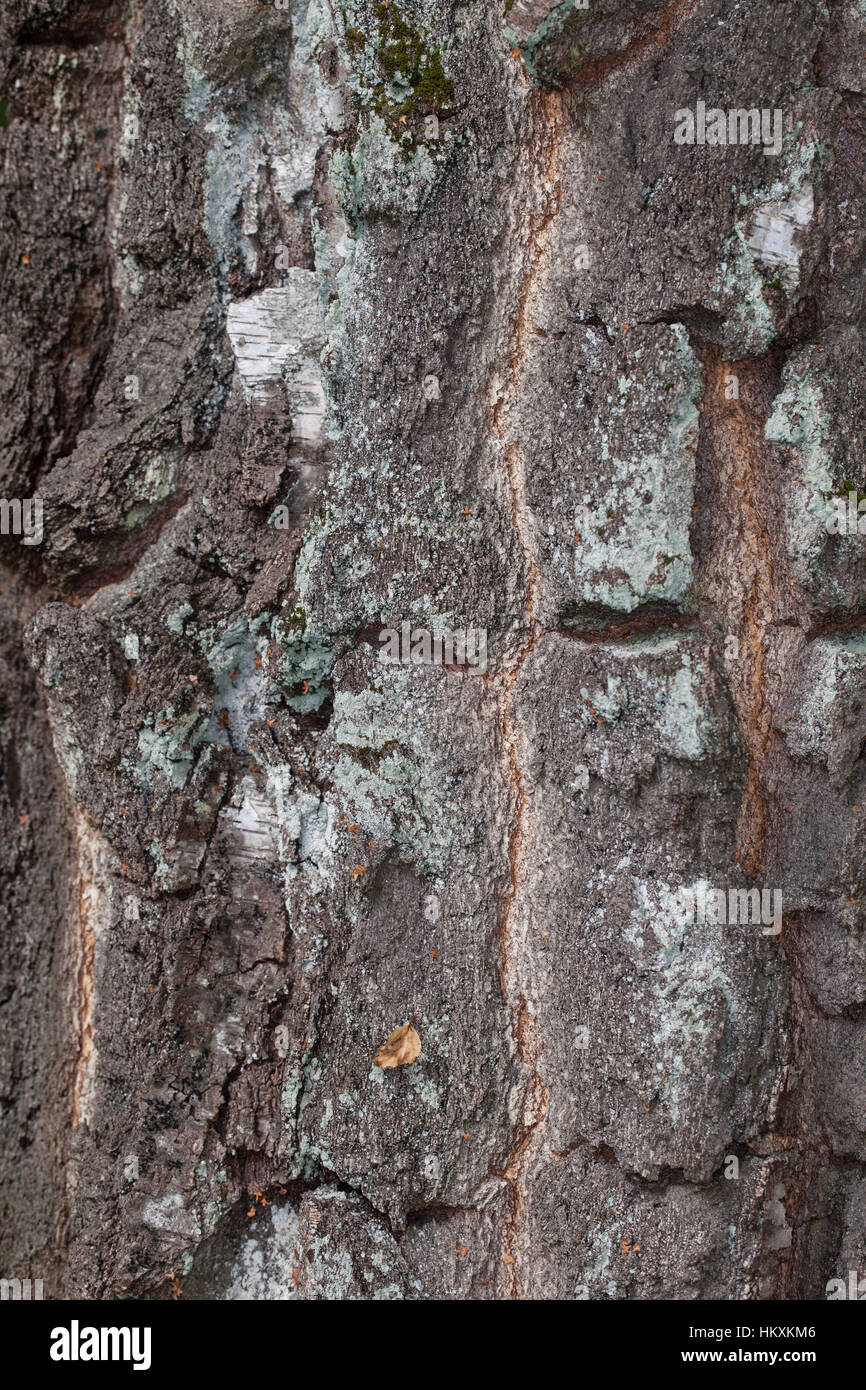 thick bark birch tree, background Stock Photo - Alamy