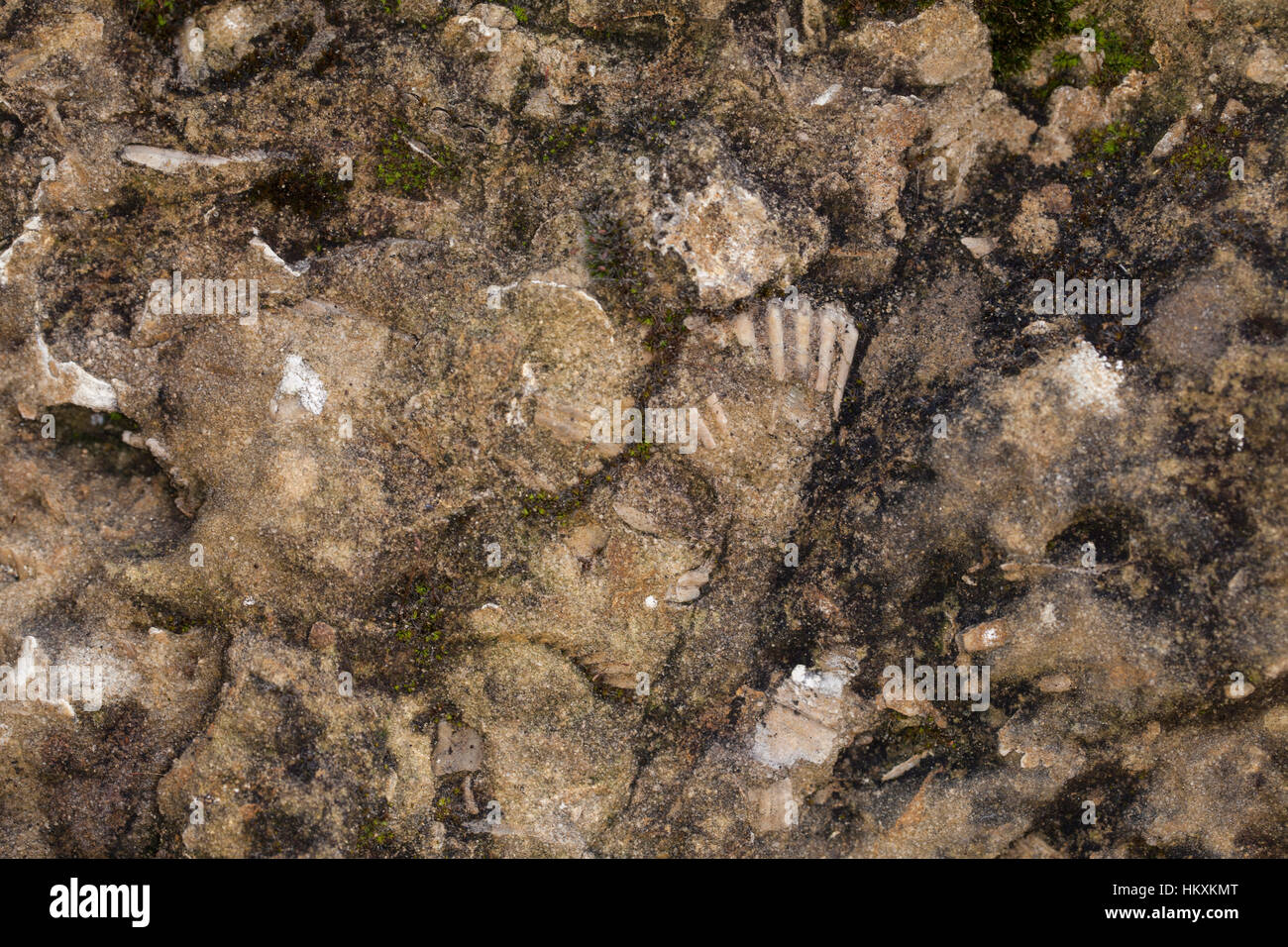 fossils reflected in stone, close up Stock Photo - Alamy
