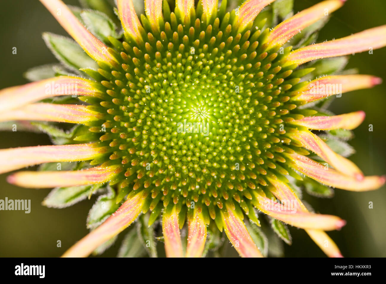 White blossom inside hi-res stock photography and images - Alamy