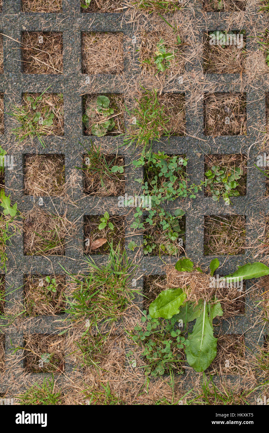 grass grows in the box sidewalk Stock Photo - Alamy