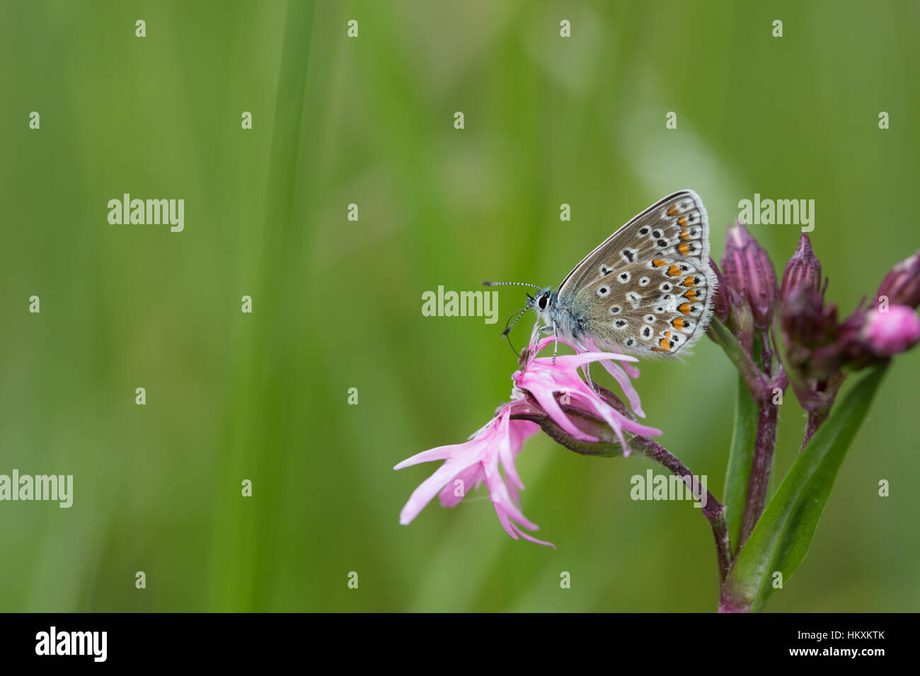 Common english butterfly hi-res stock photography and images - Alamy