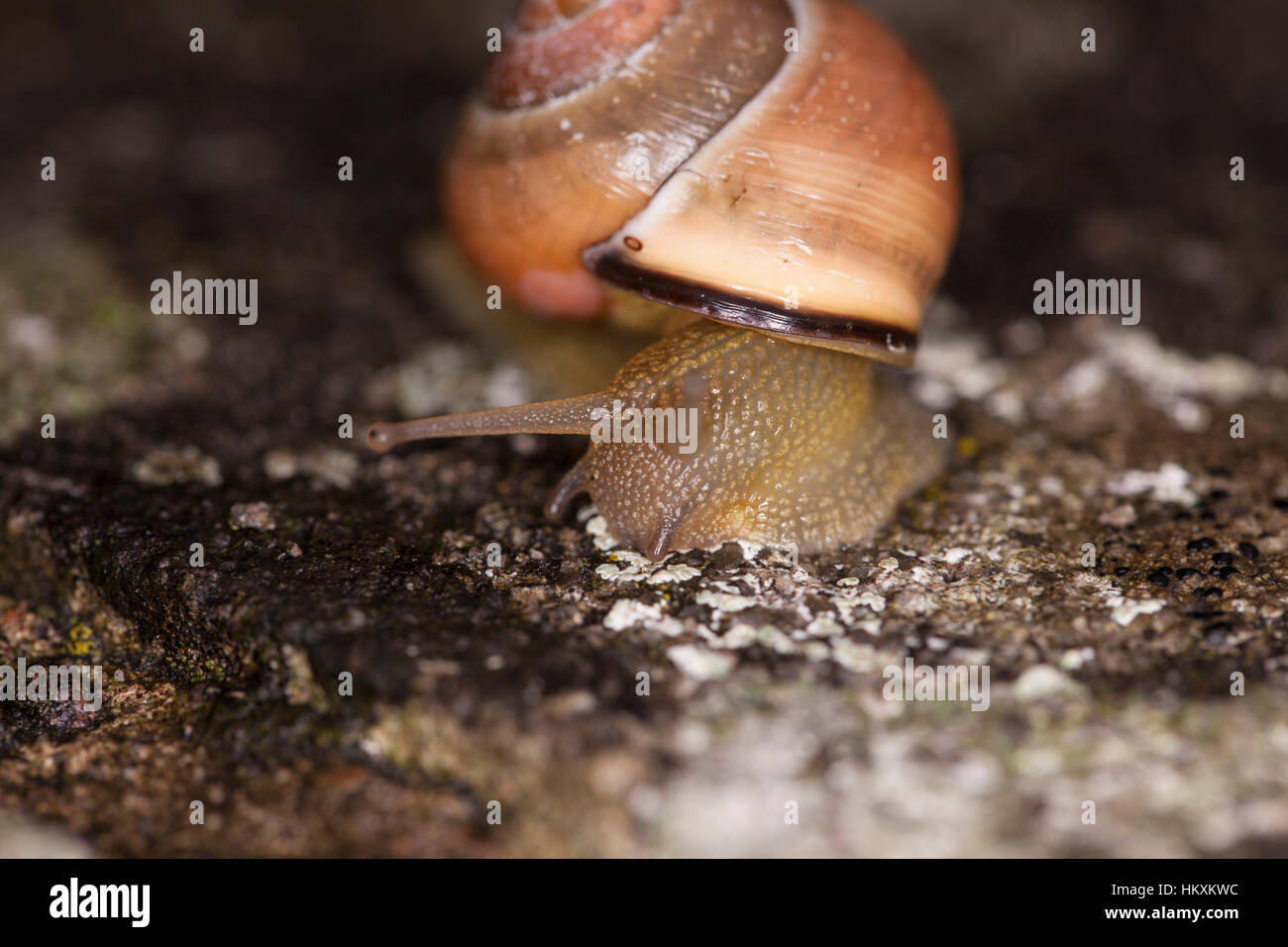 snail sticks head out of his shell Stock Photo - Alamy