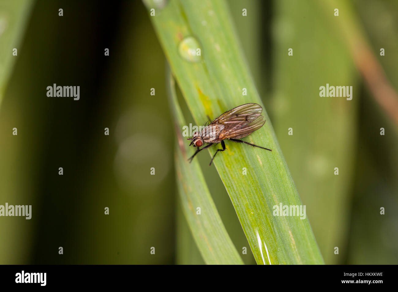 Fruit fly drosophila legs hi-res stock photography and images - Alamy