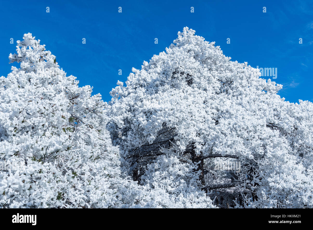 Winter crowns of the trees in Huangshan National park. China Stock ...