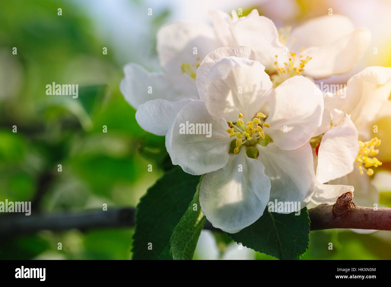 branch of a blossoming apple tree in spring garden Stock Photo - Alamy