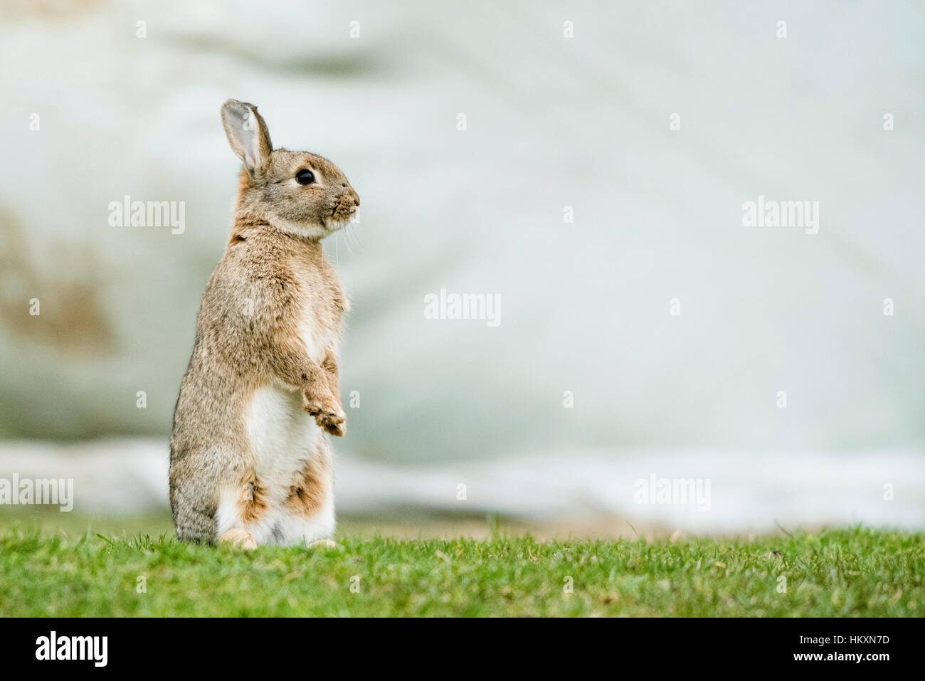 European rabbit (Oryctolagus cuniculus) standing on its hindlegs, Lower ...