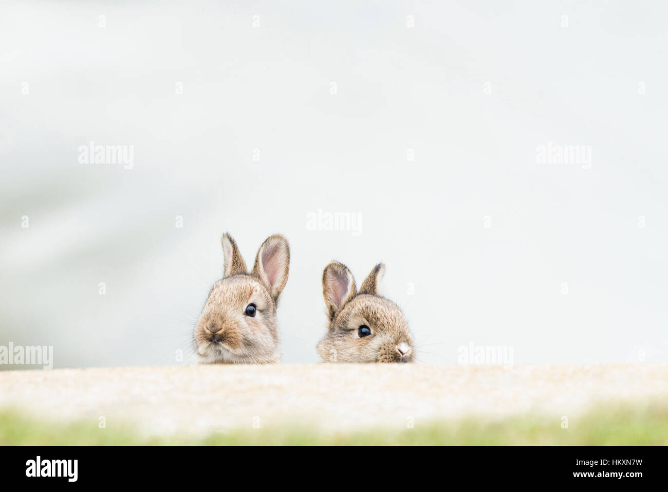 Young European rabbits (Oryctolagus cuniculus), natural habitat, Lower ...