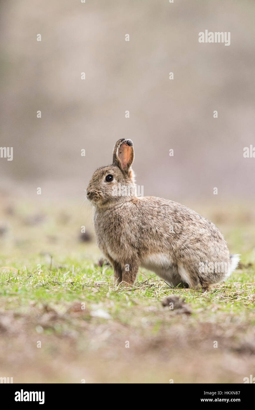 European rabbit (Oryctolagus cuniculus), attentive, Lower Austria ...