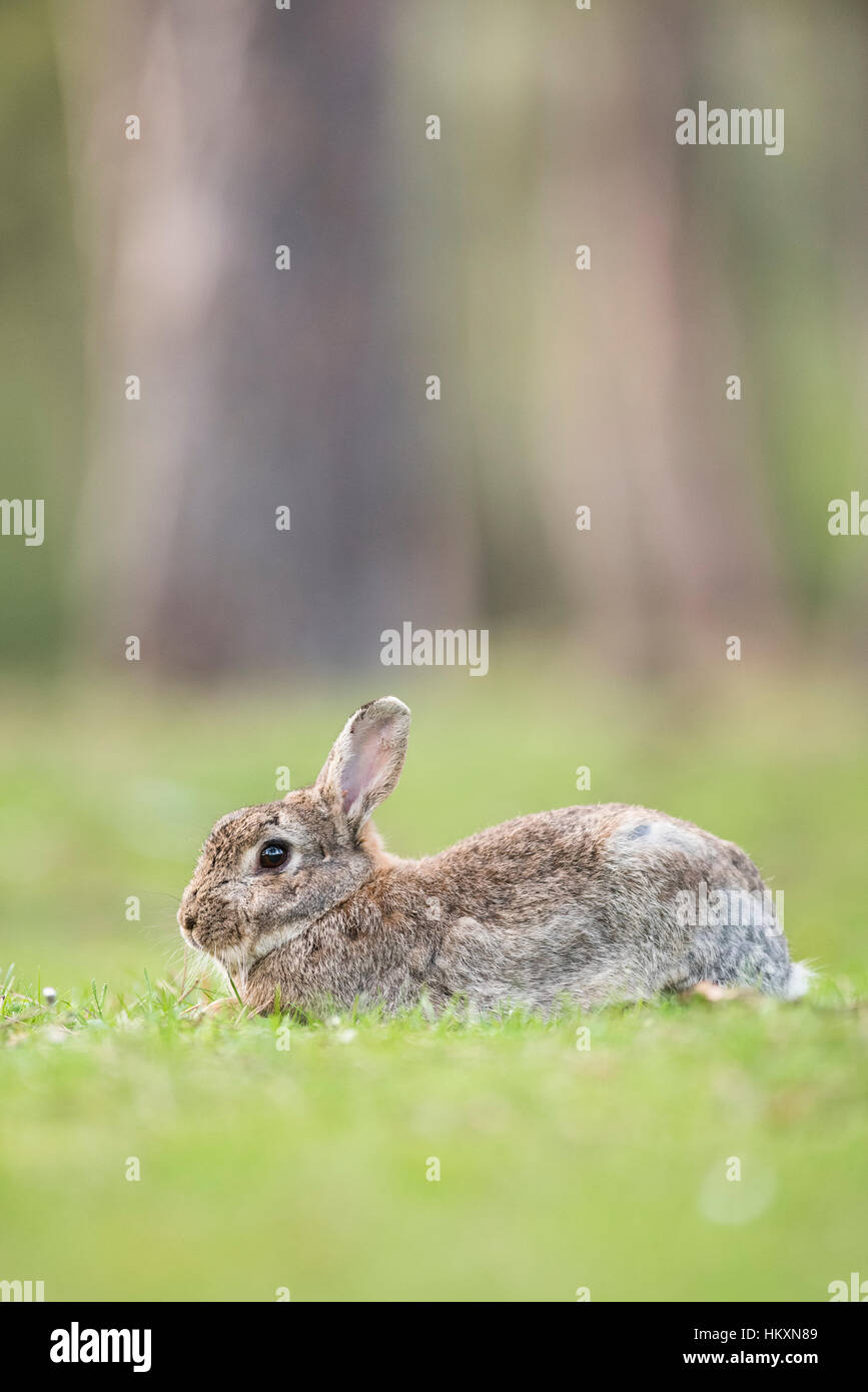 European rabbit (Oryctolagus cuniculus), Lower Austria, Austria Stock ...
