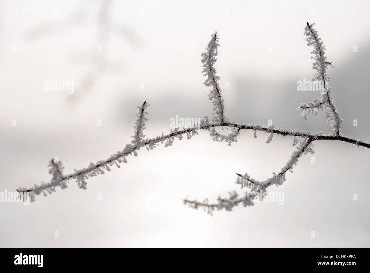 Magic macro of a twig covered by snow and frost in winter, with the sun ...