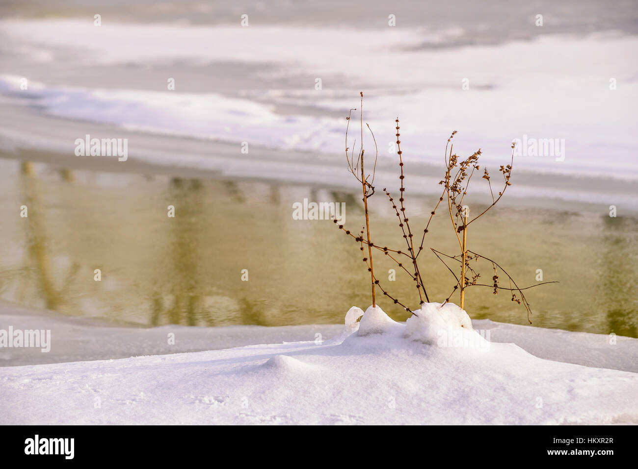Frozen flower breaking hi-res stock photography and images - Alamy