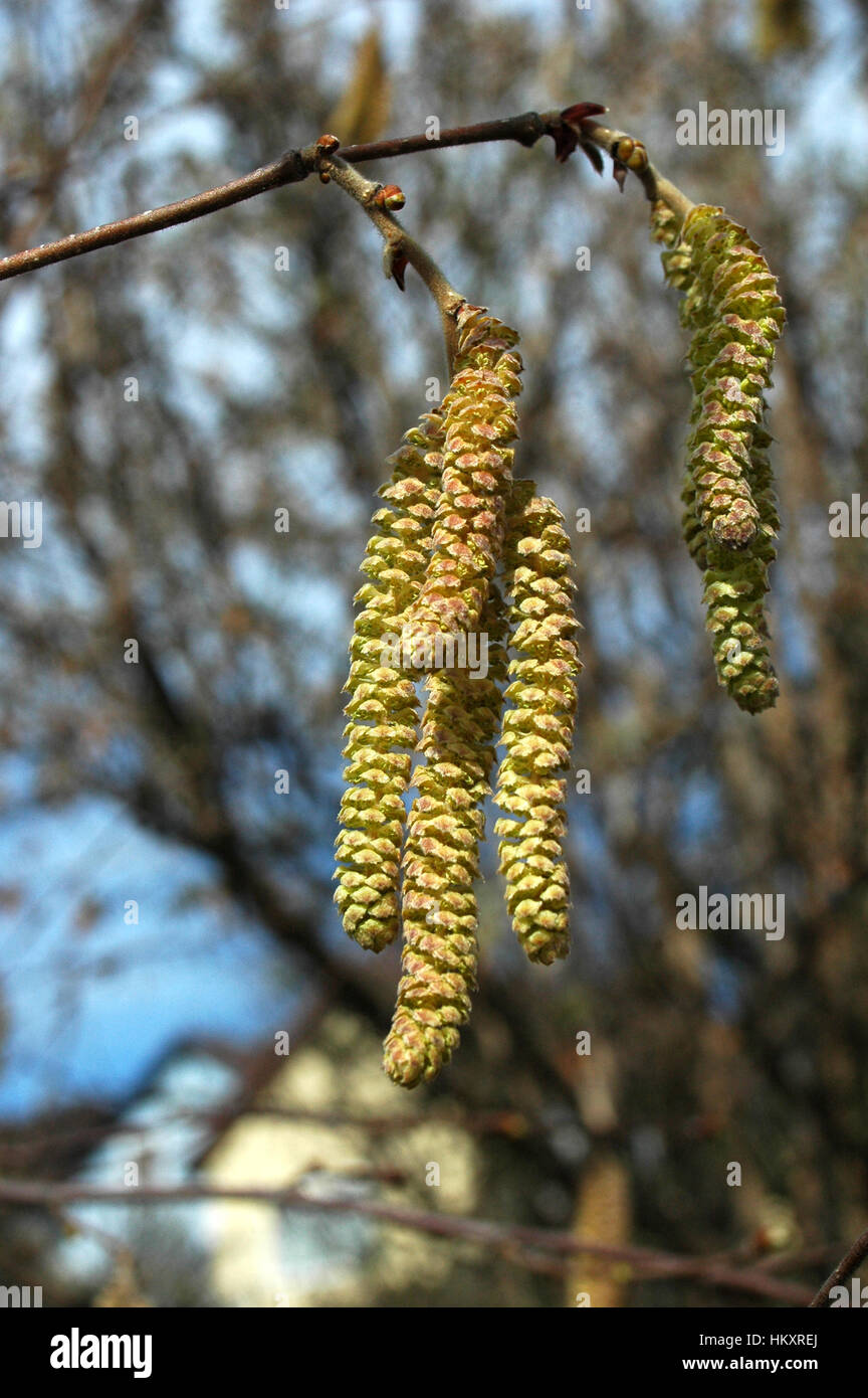 Hazel bush hi-res stock photography and images - Alamy