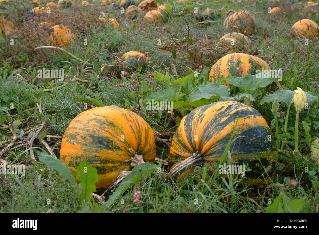 Growing cucurbits hi-res stock photography and images - Alamy