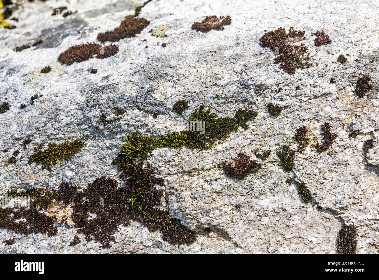 Close-up background texture made from white stone with black moss on it ...