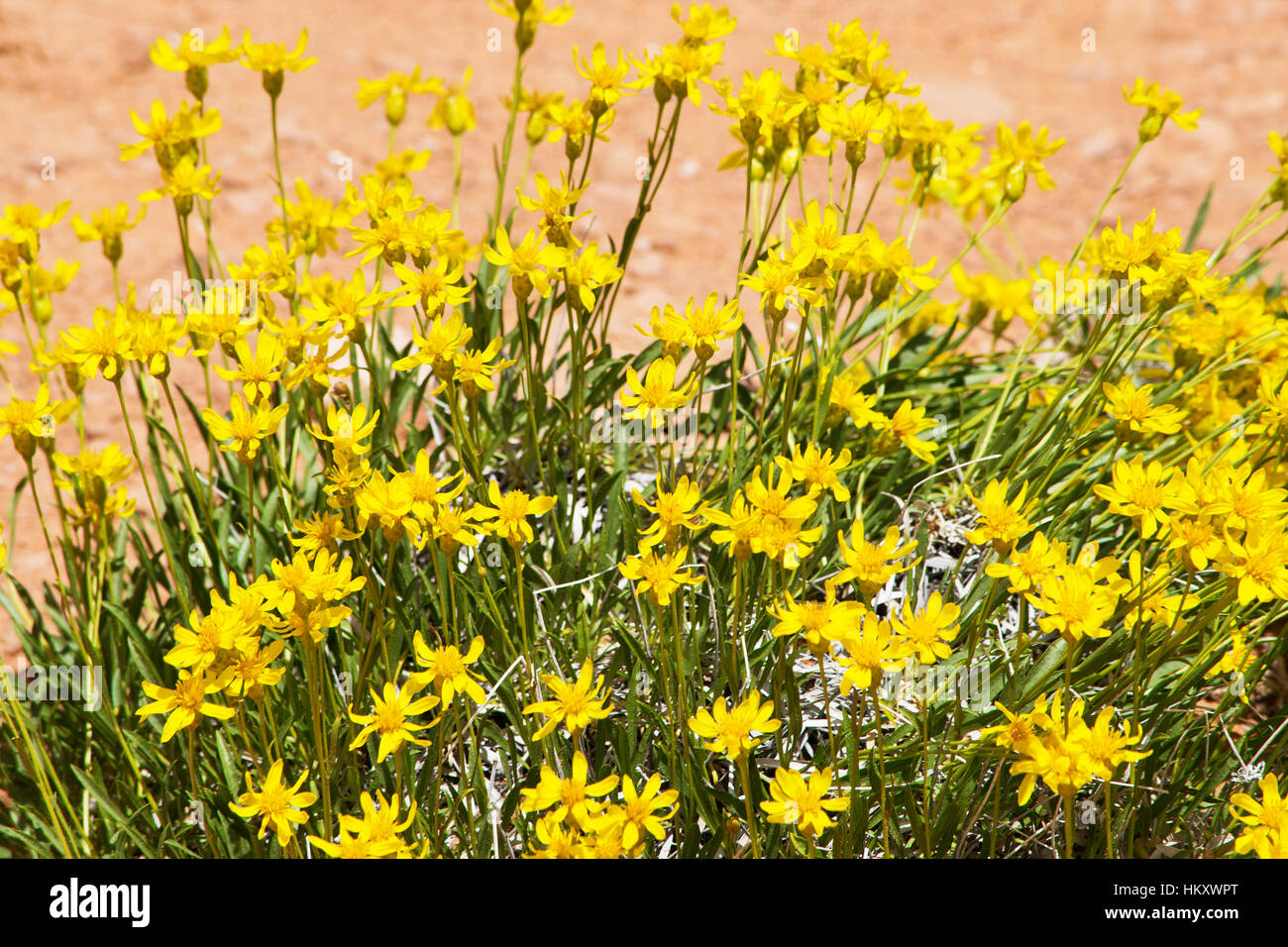 Yellow desert wildflowers in the wilds, Utah Stock Photo - Alamy