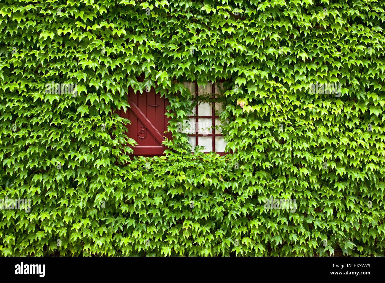 Ivy covered window and painted shutter Stock Photo - Alamy