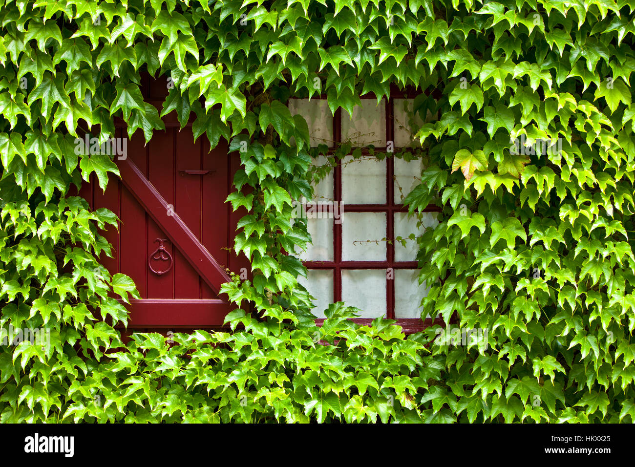 Ivy covered window and painted shutter Stock Photo - Alamy