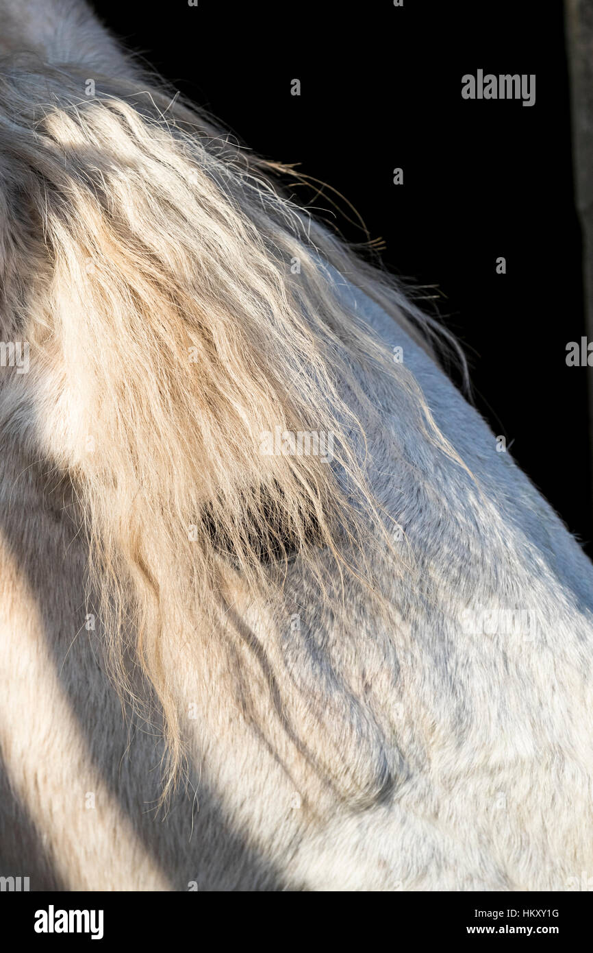 Grey horse in stables Stock Photo - Alamy