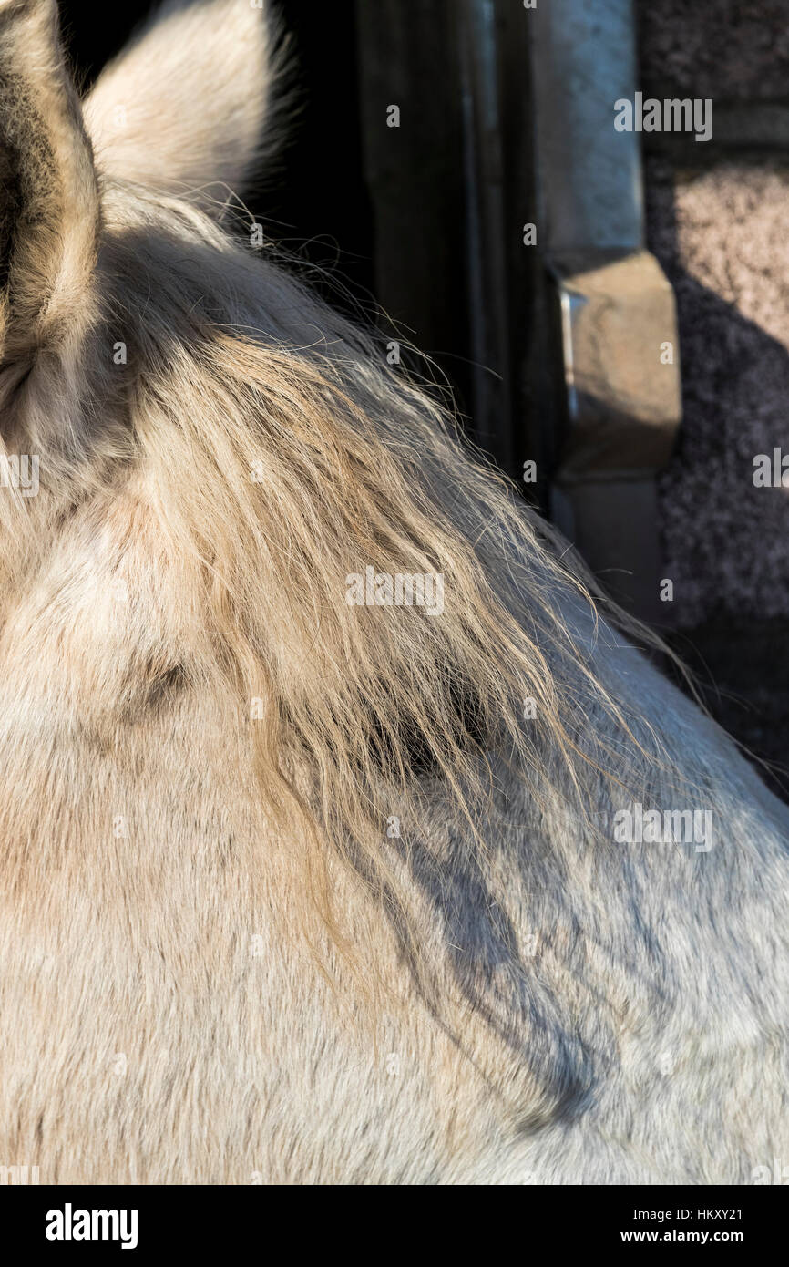 Grey horse in stables Stock Photo - Alamy
