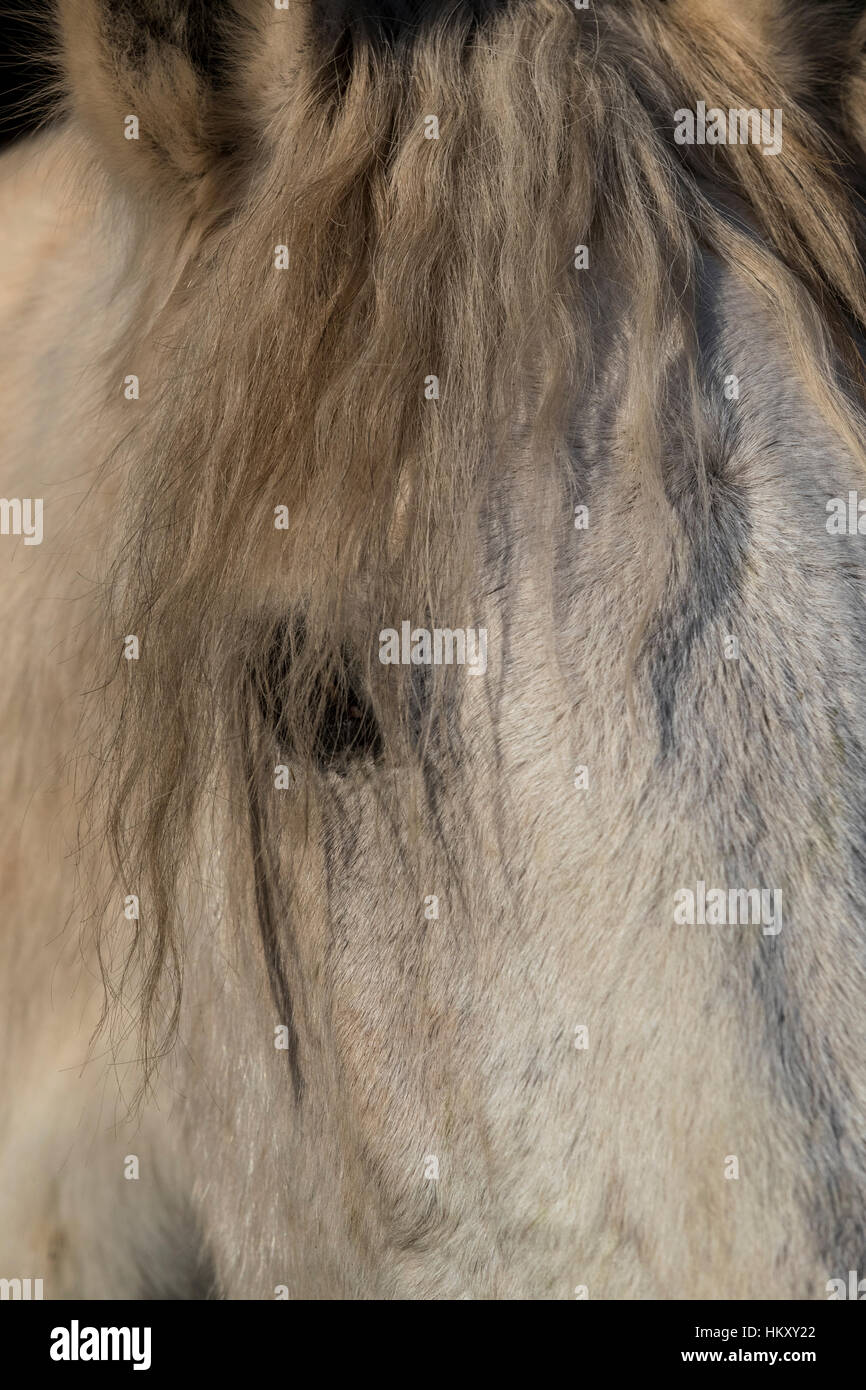 Grey horse in stables Stock Photo - Alamy