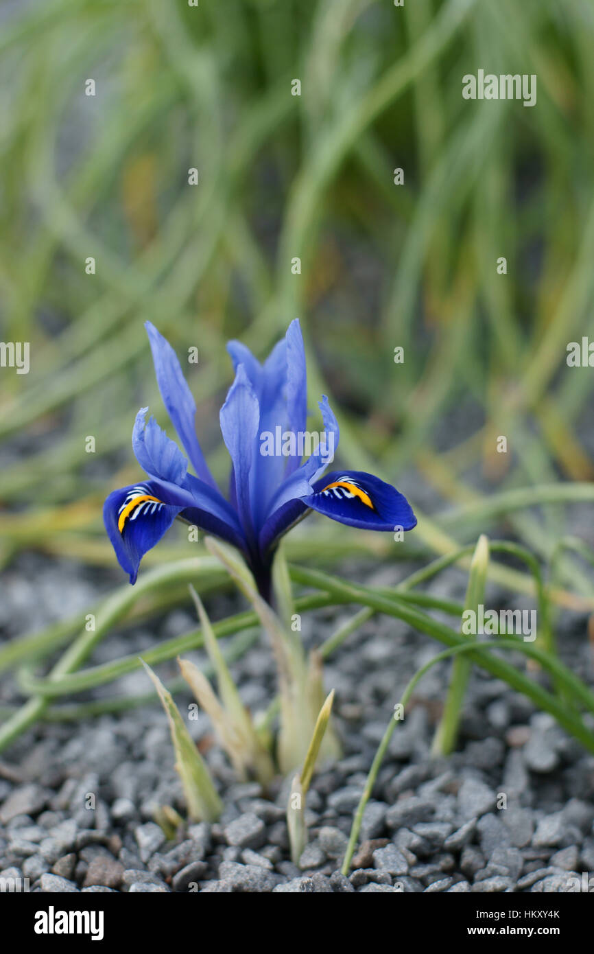 Iris reticulata garden hi-res stock photography and images - Alamy