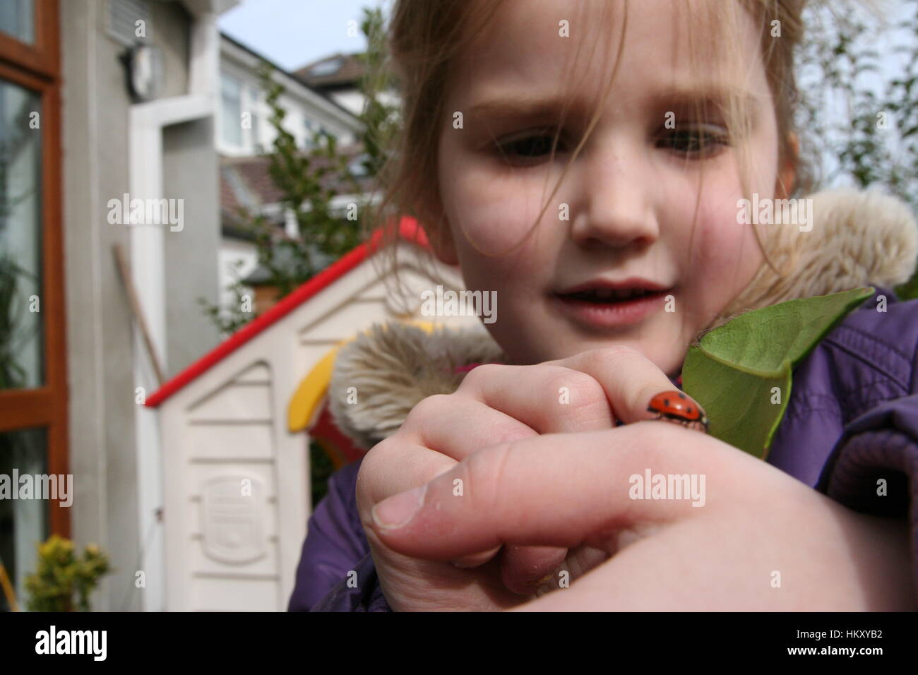 Little girl studying a bright red ladybird on her hand, childhood awe ...