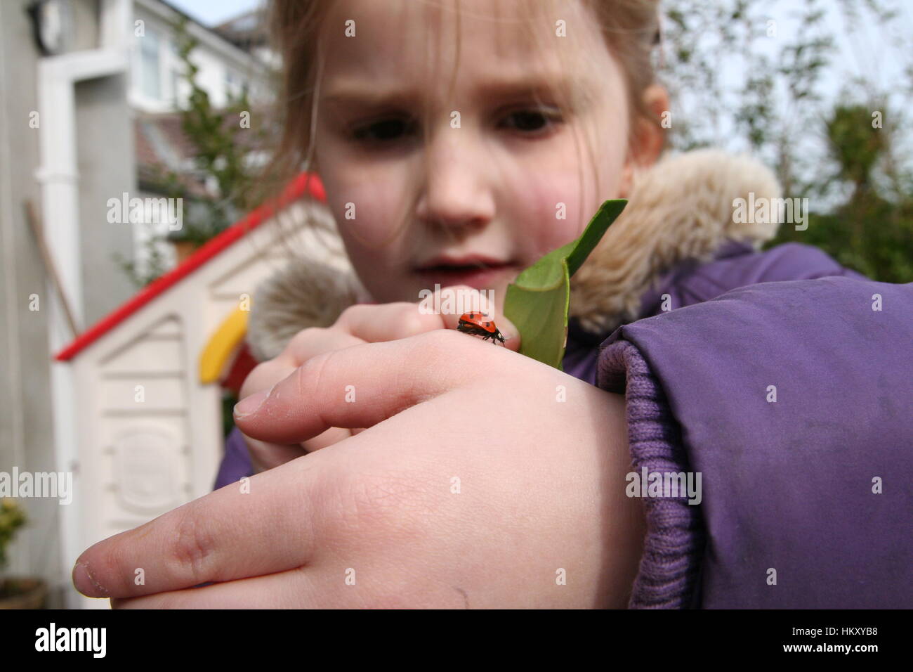 Little girl child kid studying a bright red ladybird with black spots ...
