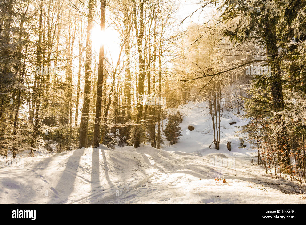 Snow covered path through trees with winter sun hi-res stock ...
