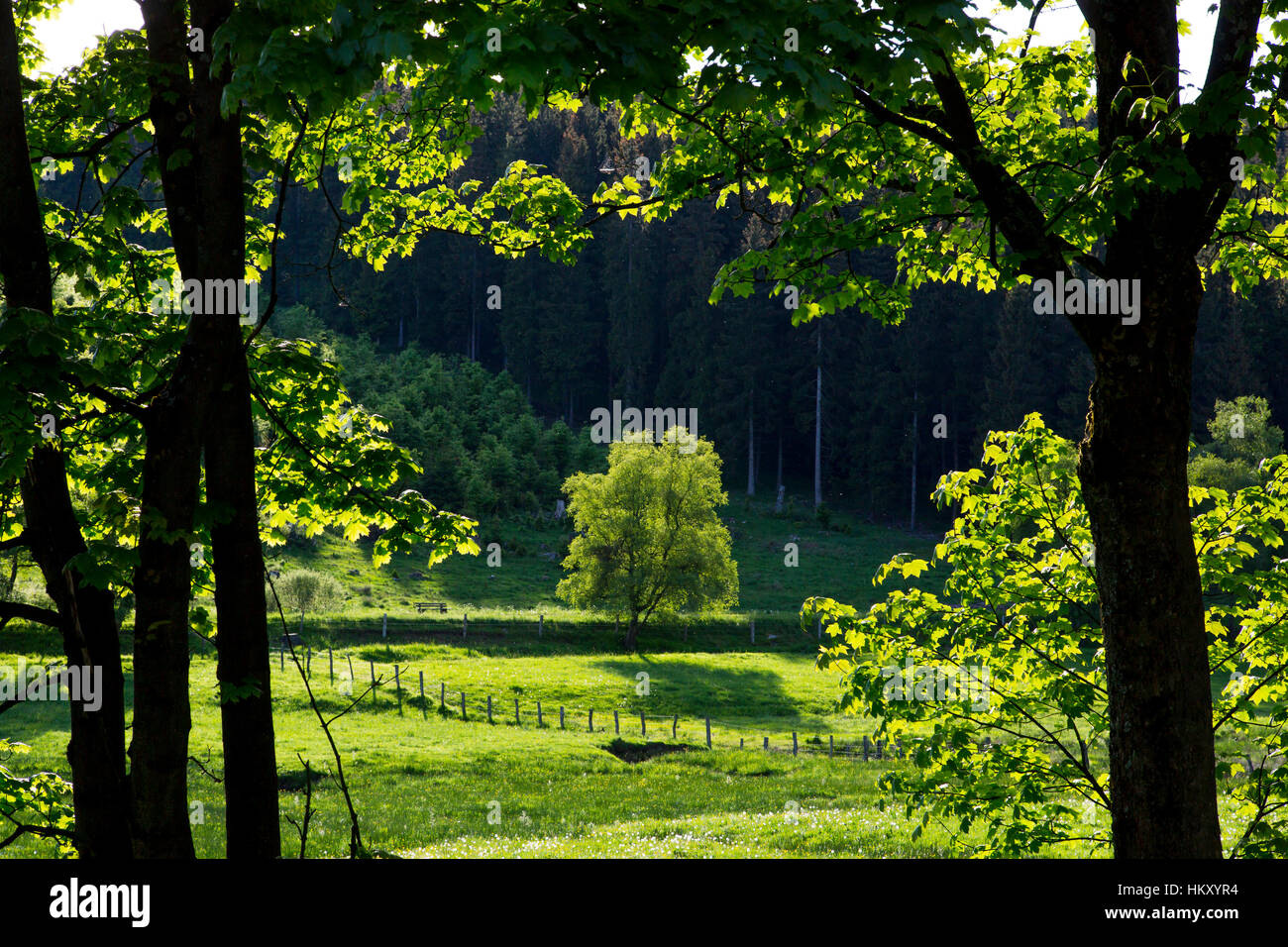 Meadow, pasture, forest, Sauerland, near Winterberg, Germany Stock ...