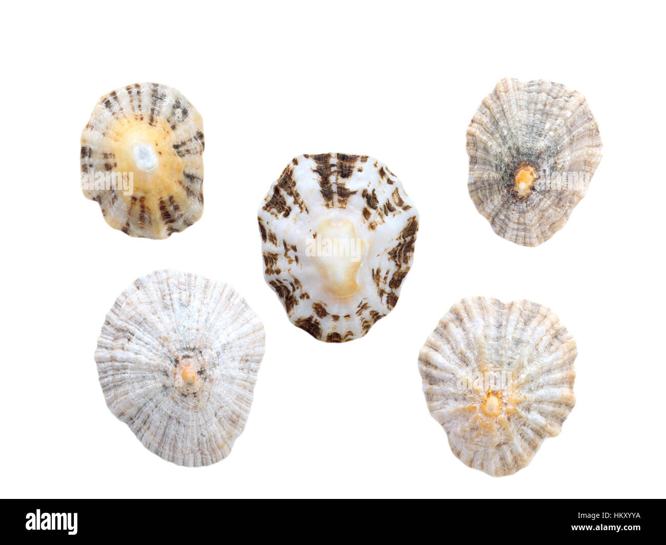 Five seashells set isolated on the white background Stock Photo - Alamy