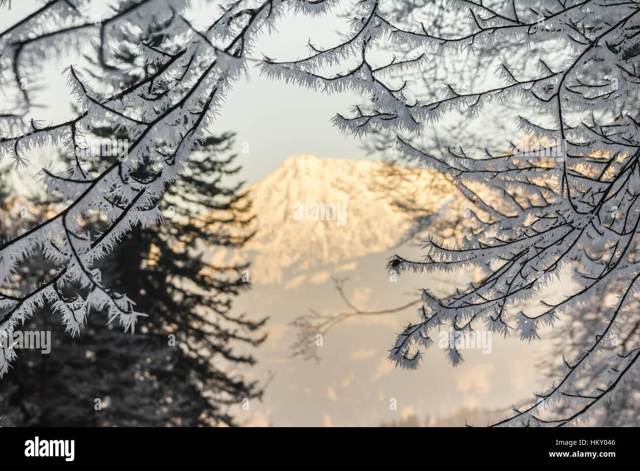 Snowfall large branches trees hi-res stock photography and images - Alamy