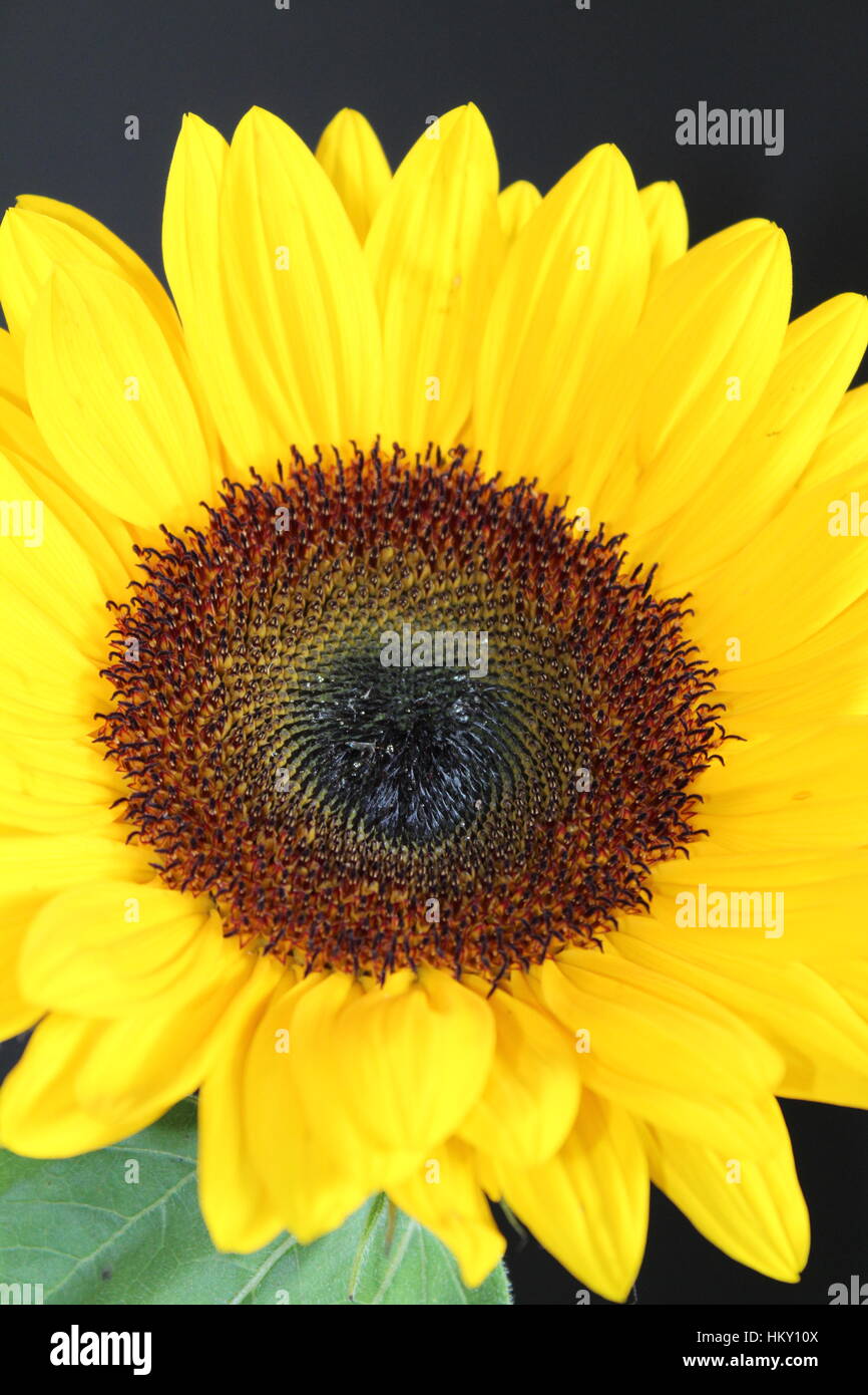 Black and yellow sunflower hi-res stock photography and images - Alamy