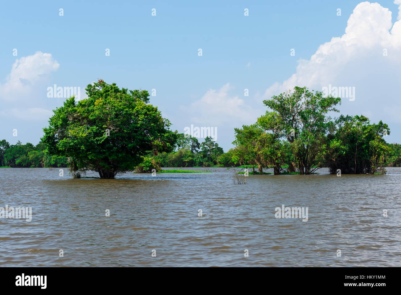 Flooded forest, Amazon river, Amazona state, Brazil Stock Photo - Alamy