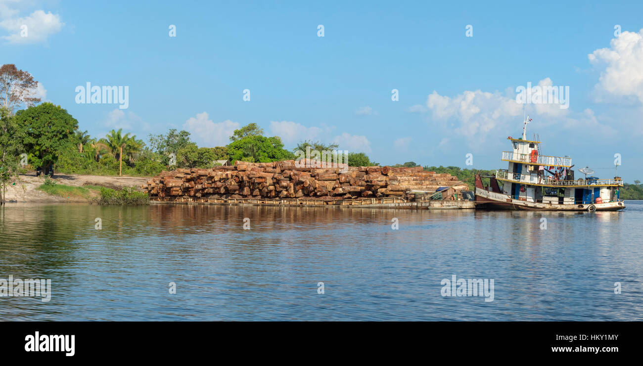 Barge transporting rainforest logs on the Amazon River, Amazona state ...