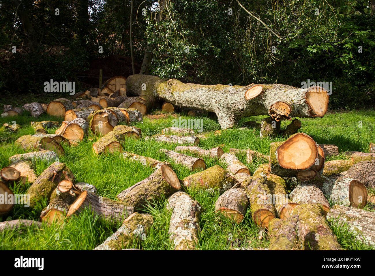 Large felled tree trunk with piles of cut logs lying on grass beside it ...