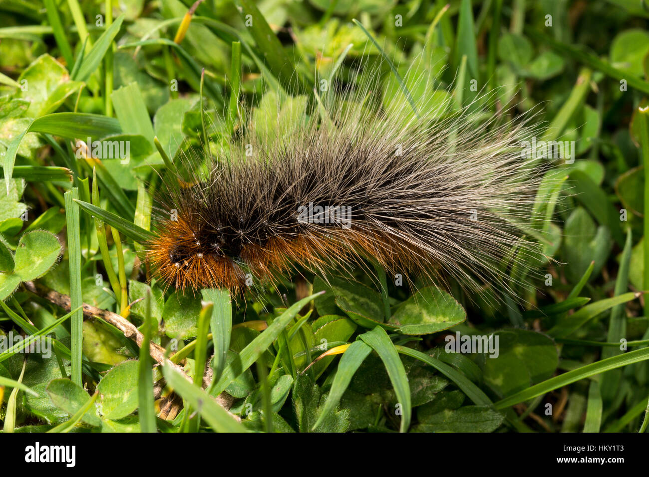 Woolly Bear caterpillar of the Garden Tiger Moth on clover Stock Photo ...