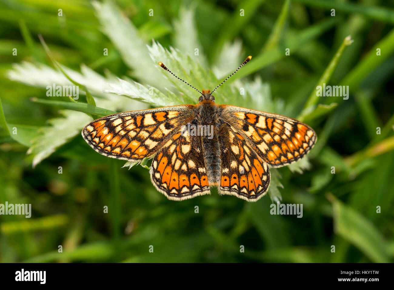 Marsh Fritillary butterfly, Euphydryas aurinia, basking with wings open ...