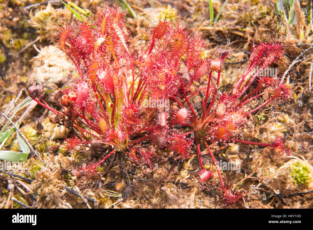 Sundew plant hi-res stock photography and images - Alamy
